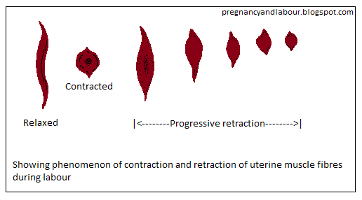 Pregnancy & Labour: Uterine Contraction and Retraction