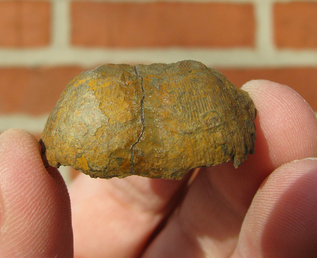 Views of the Mahantango: Leptaena analogaeformis brachiopod from Poland