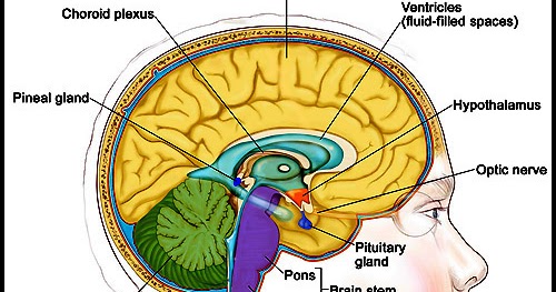 The Sacred Secretion
