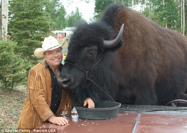 The Jungle Store: Bailey the Pet Buffalo