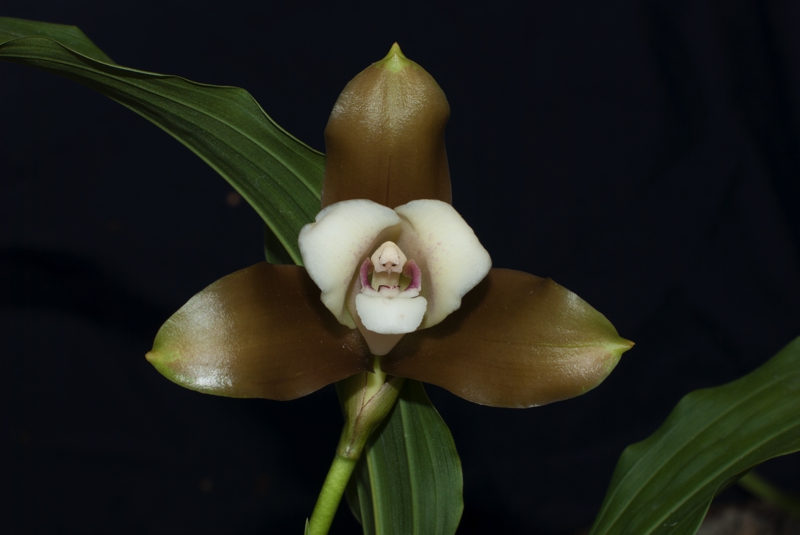 Lycaste macrophylla care and culture | Travaldo's blog