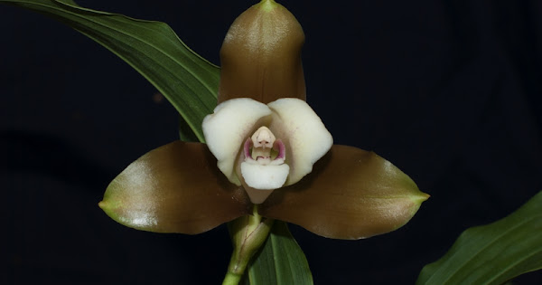 Lycaste macrophylla care and culture | Travaldo's blog