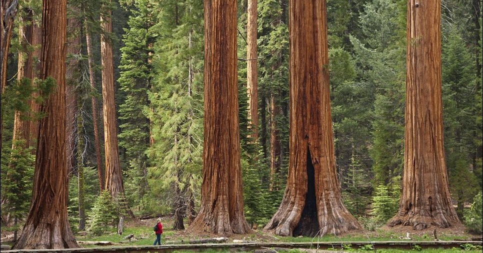 AMAZING TREE FACTS |The Garden of Eaden