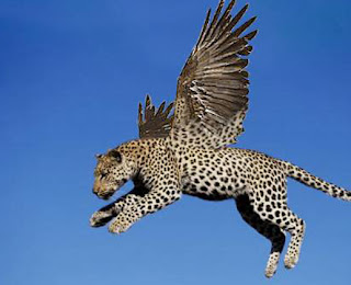 Funny Leopard | Funny Animals