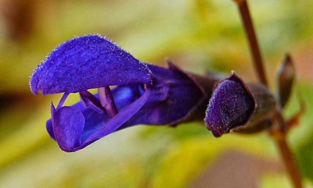 SALVIA PATENS |The Garden of Eaden