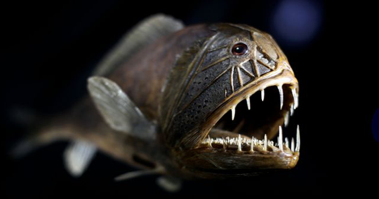 10 Ikan Dasar Laut Terdalam atau Deep Sea Fish - binatang488