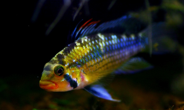 Apistogramma Ramirezi Peces amazonicos Acuarios Biotopos