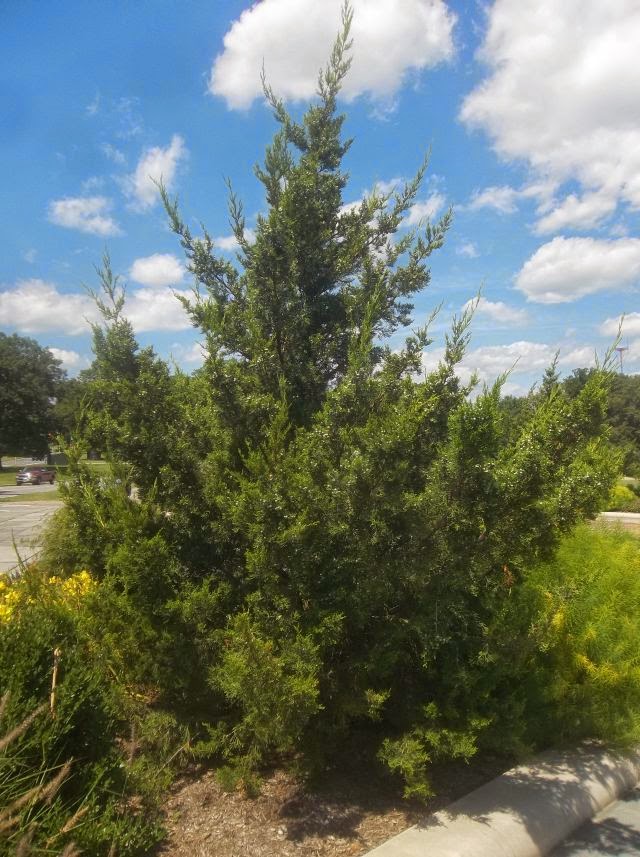Future Plants by Randy Stewart: Junipers for all Landscapes