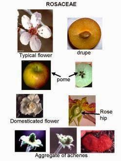 Yusika Tiara Putri: Artikel Bunga Mawar