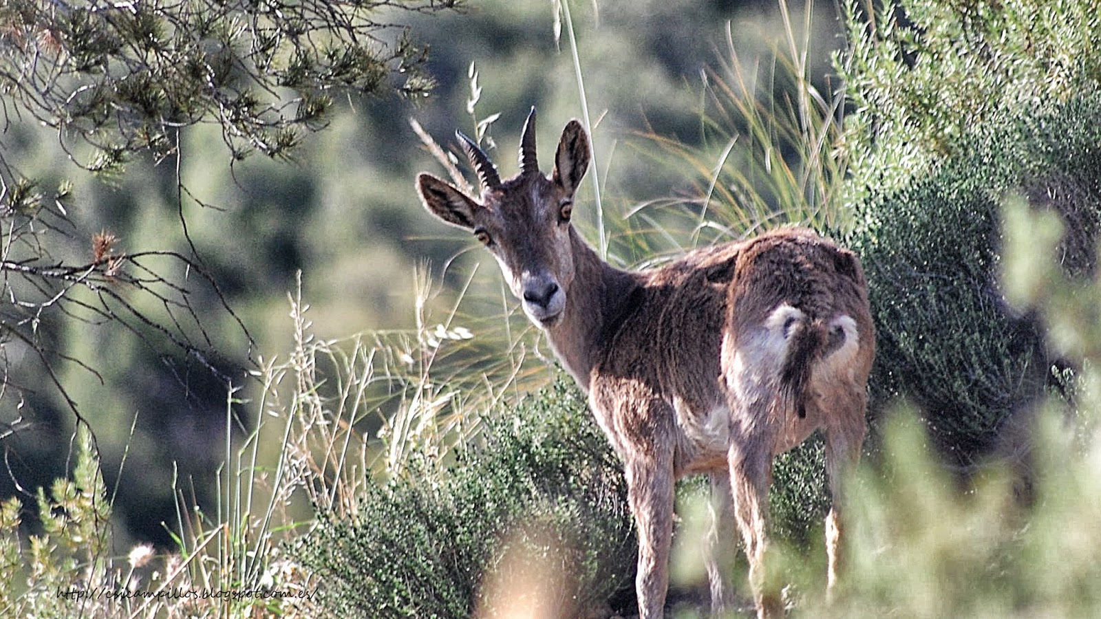 Cabra montés (Capra pyrenaica Schinz.)