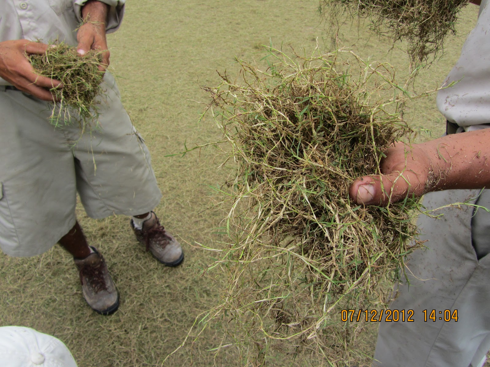 On Course at Old Chatham: What Everyone Ought to Know About Bermudagrass