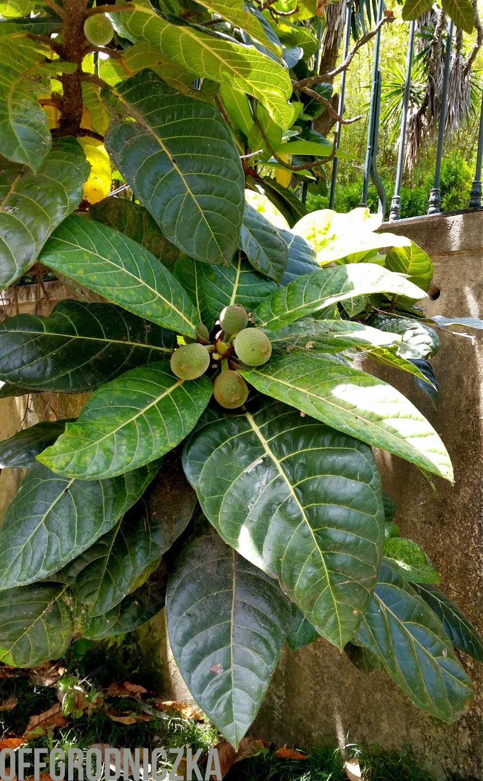 Lizbona: Ogród Botaniczny Uniwersytetu Lizbońskiego | Botanical Garden ...