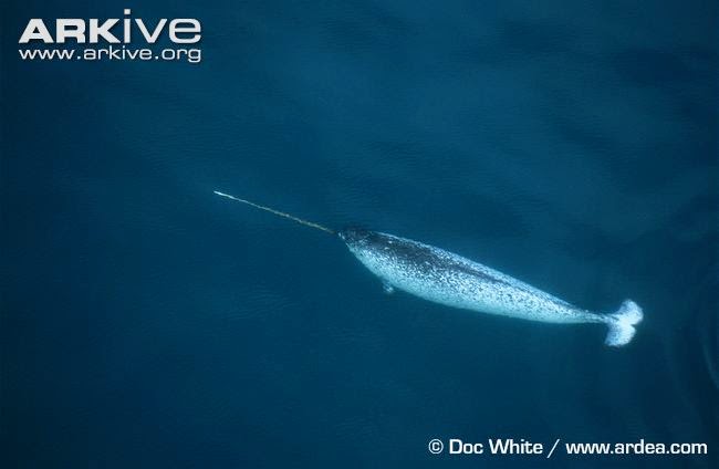 Mamíferos y marsupiales mammals of the earth: Narval (Monodon monoceros)