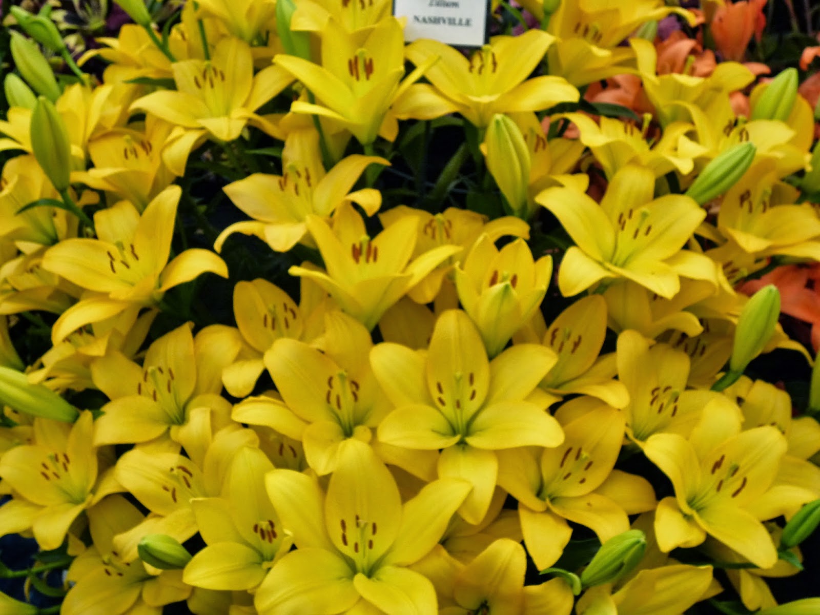 Coulda Shoulda Woulda: Royal Chelsea Flower Show 2014 - Part 2