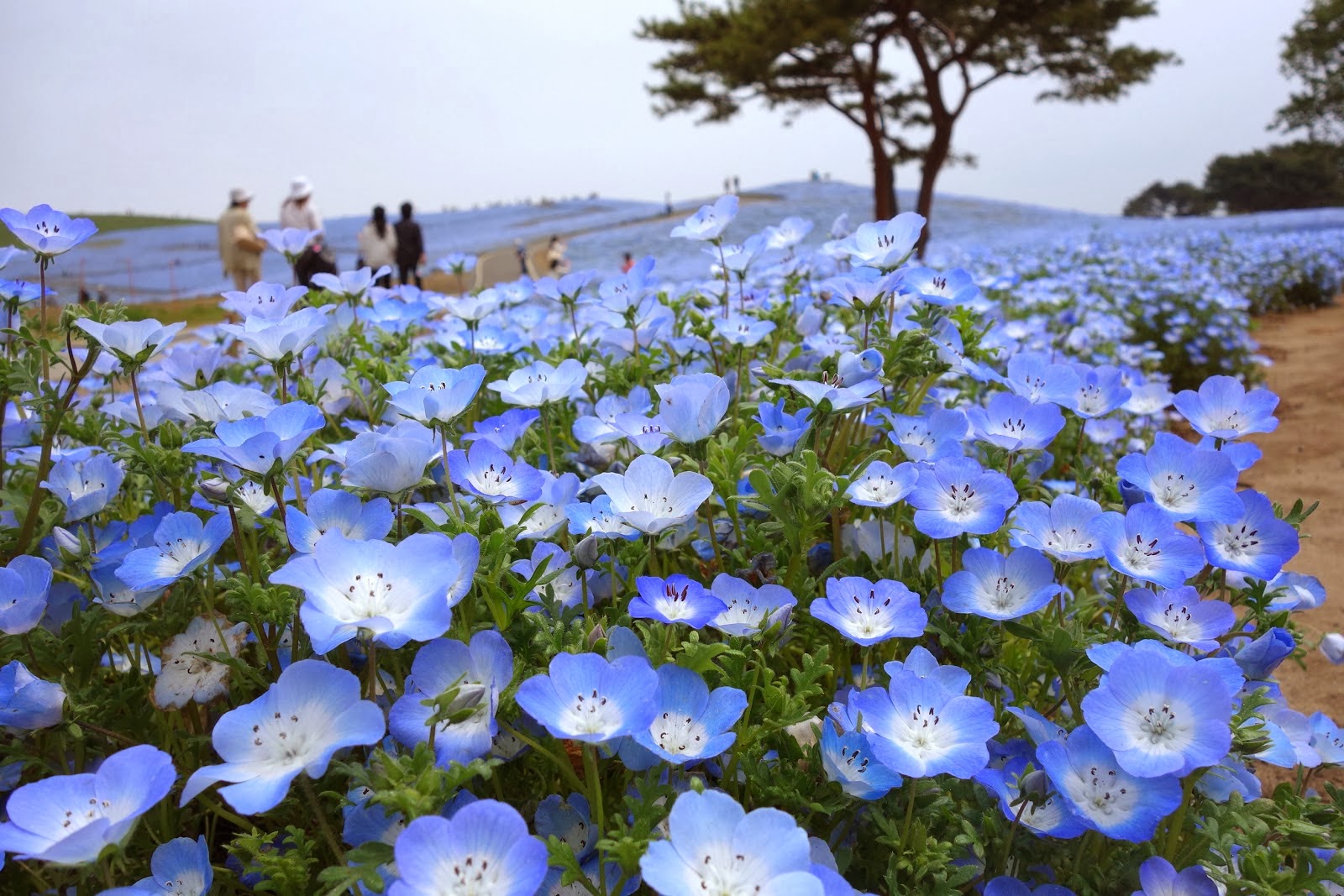 Japans Amazing Hitachi Seaside Park Free Wallpapers - Everything 4u