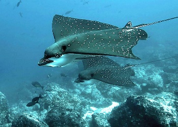 Funny wallpapers|HD wallpapers: Amazing sea creatures