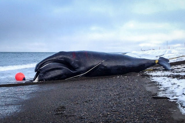 Change in Inupiat Culture Group 10: Seasonal Change Rather Than ...