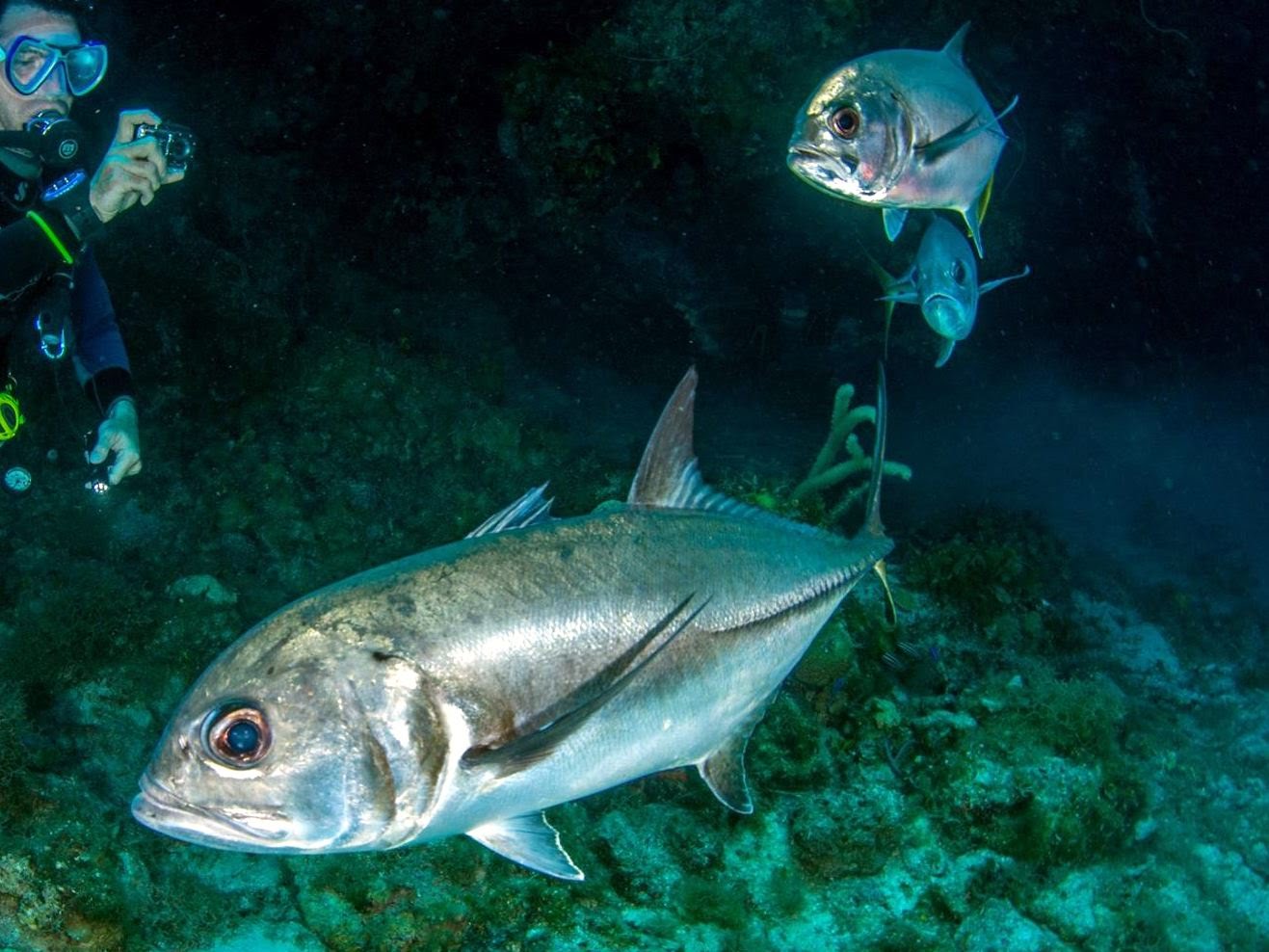 Taxonomía Chordata: Clase Actinopterygii Orden Perciformes