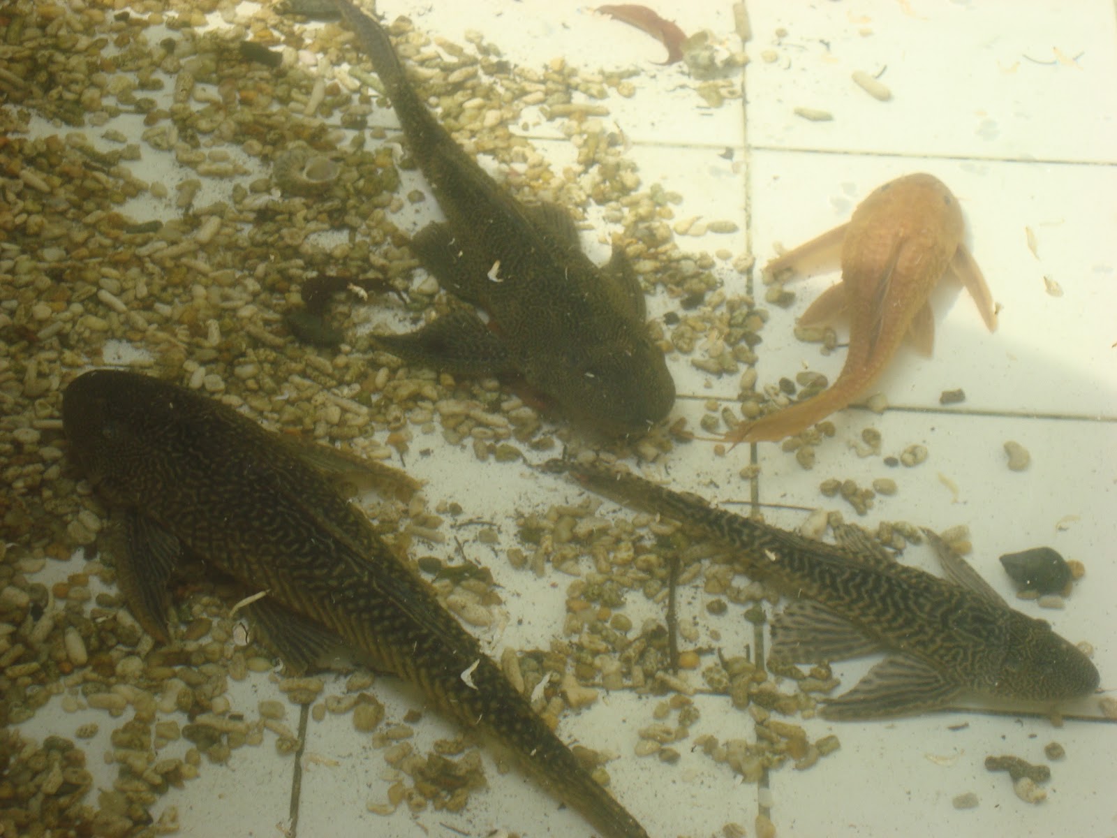 Living with Nature - School on Blog by Dr. Abercio V. Rotor: Enigma of ...