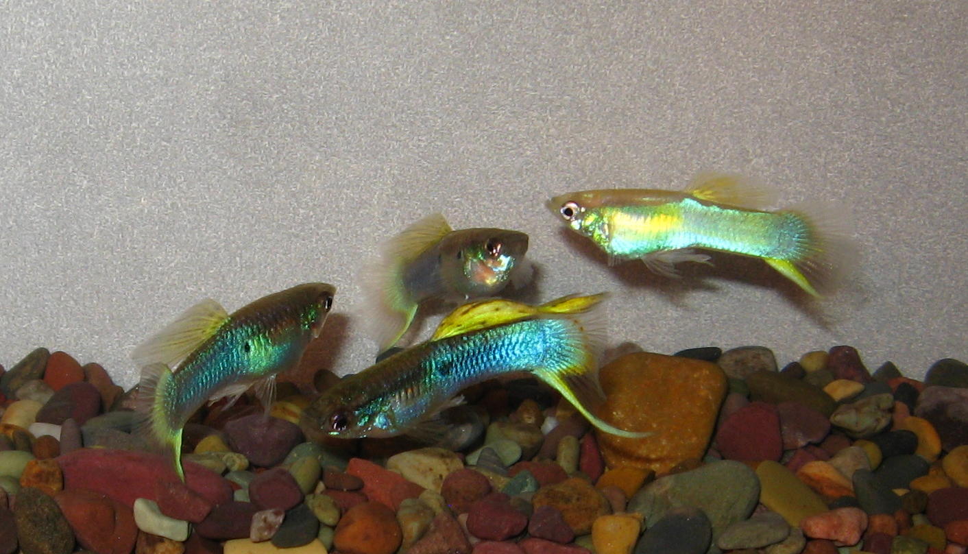 Swordtail Guppies: Asian Blau Japan Blue Swordtails