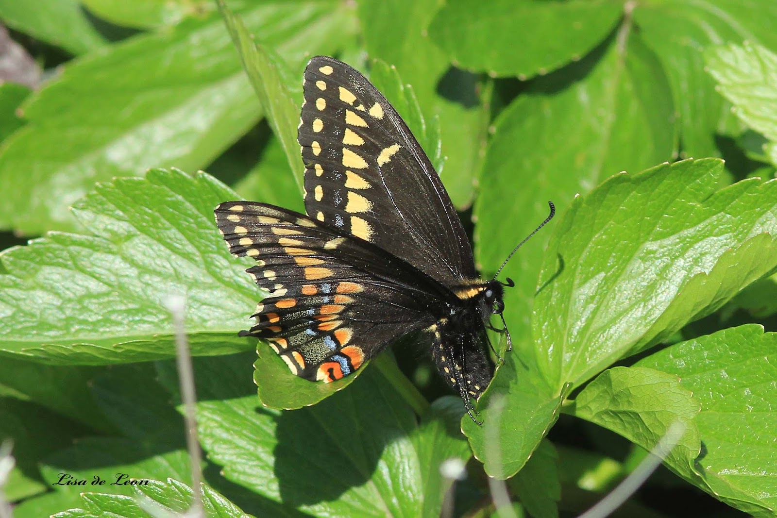 Birding with Lisa de Leon: Short-tailed Swallowtail