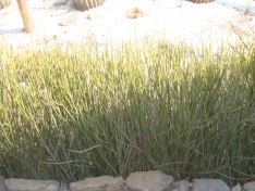 PRACTICA: RESERVA: JARDÍN BOTÁNICO DE CACTACEAS “HELIA BRAVO HOLLIS ...