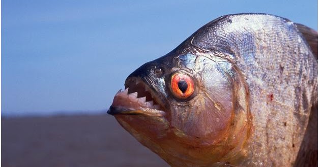 Beware the Piranha