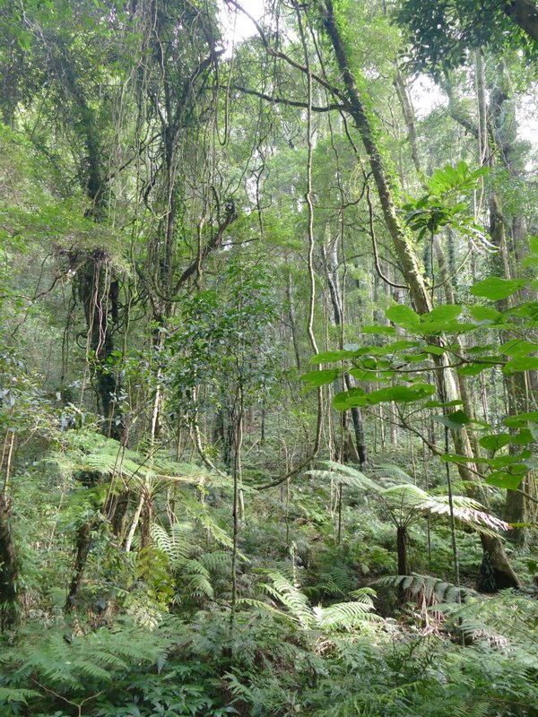 Ian Fraser, talking naturally: Bunya Mountains National Park; splendid ...