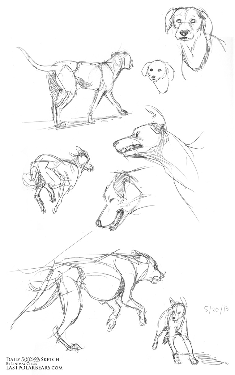 Lindsay Cibos' Art Blog: Daily Animal Sketch – Koalas, Dogs, and Lemurs