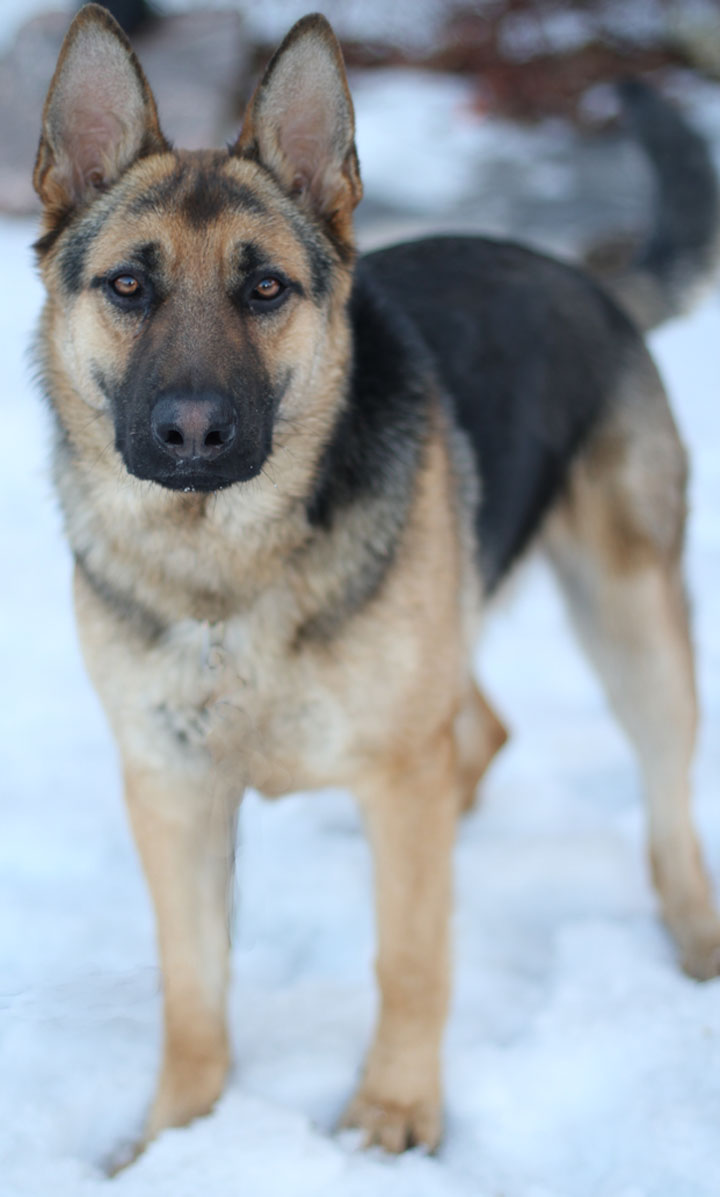 Max - German Shepherd