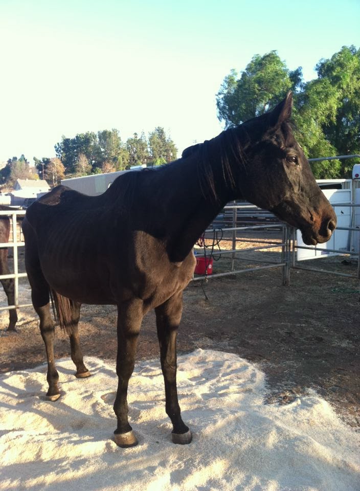 CJ Jeans Company - Fashionable and Functional Riding Jeans