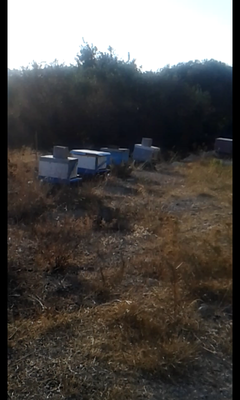 ΜΕΛΙ ΖΑΚΥΝΘΟΥ