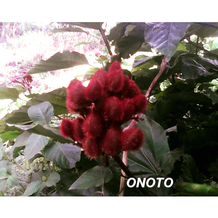 La planta de onoto