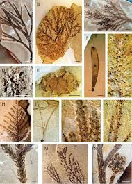 Paleobotánica ~ Botánica