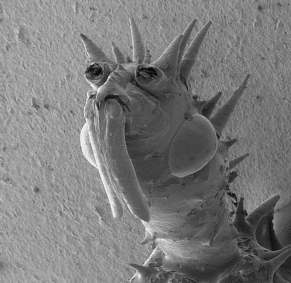 Microorganisms Under a Microscope ~ Hampix