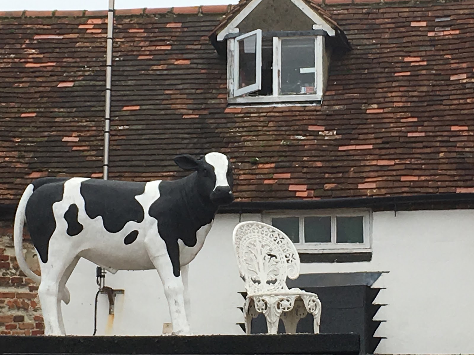 Spud's Daily Photo: Cow on a roof