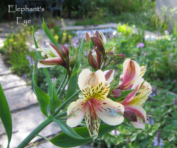 Alstroemeria Inca lilies