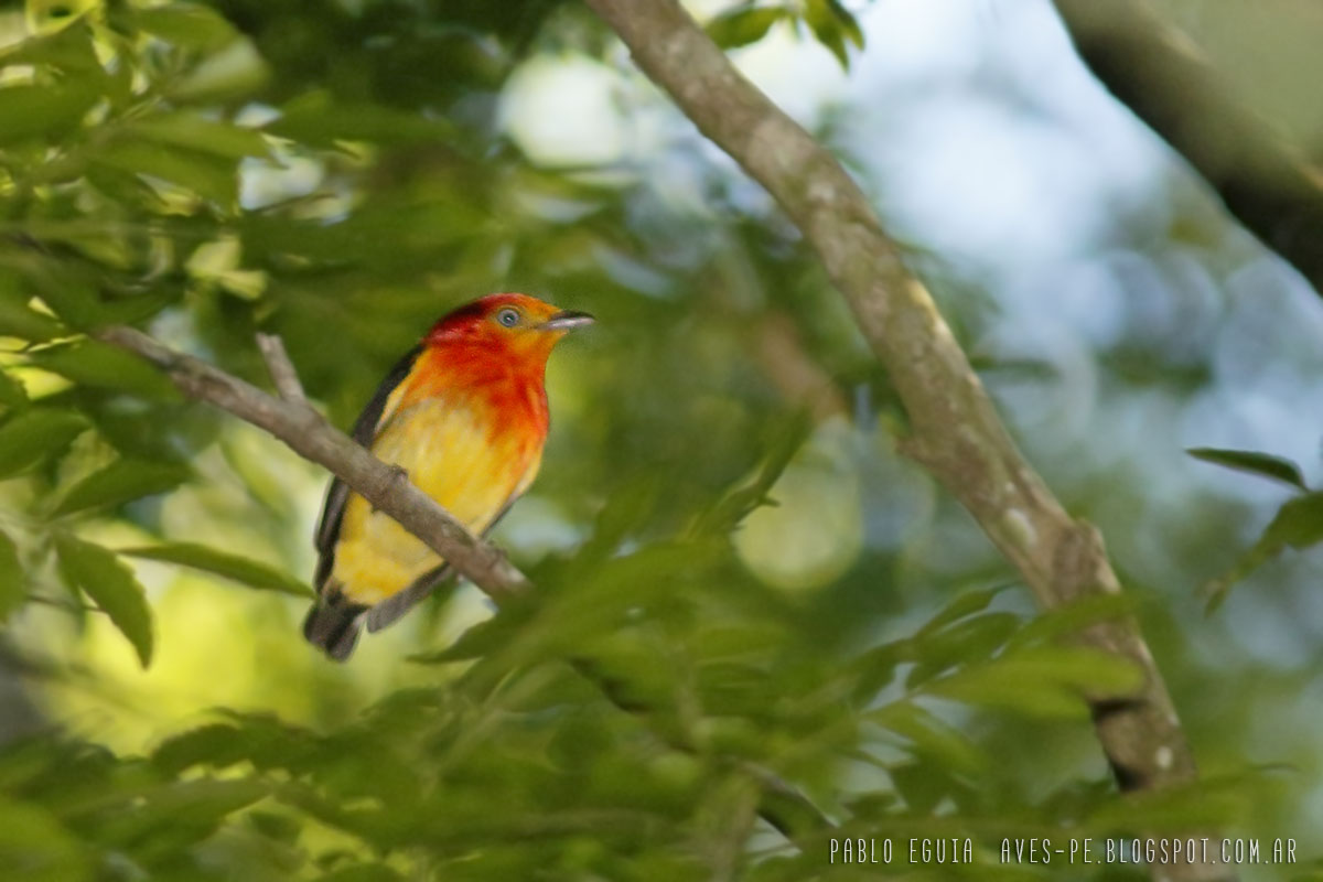 mis fotos de aves: Pipra fasciicauda Bailarín Naranja Band-tailed Manakin