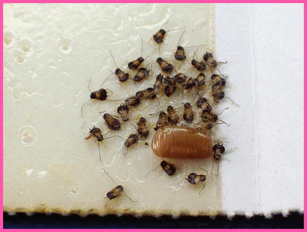 19 Tiny Beetle Like Bugs In Kitchen - GRW8 NOLA WYATT'S BLOG