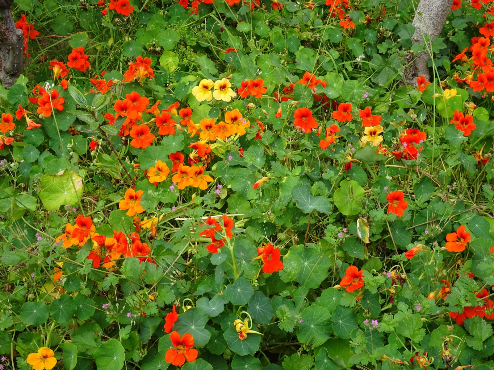 HERBARIO VIRTUAL DE BANYERES DE MARIOLA Y ALICANTE: Tropaeolum majus ...
