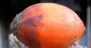 The Consequences of Drug Abuse in the Solomon Islands - A Fierce Reality