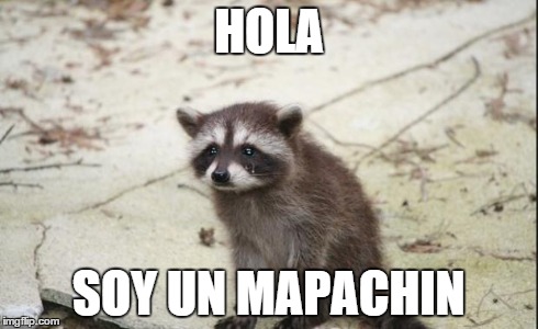 Consejos de belleza para mapaches. Fotos. Humor. | Potiholic.com blog ...