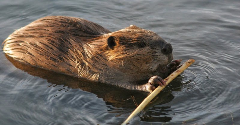 EL CAJON DE LOS CONOCIMIENTOS: CASTOR