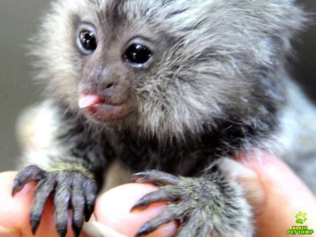 Meio Ambiente: Sagui