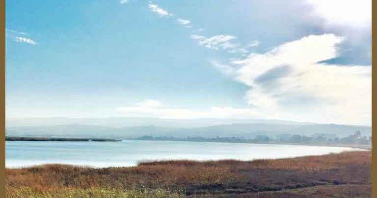 Postcard From California: Fall Colors: Redwood Shores (pickleweed ...