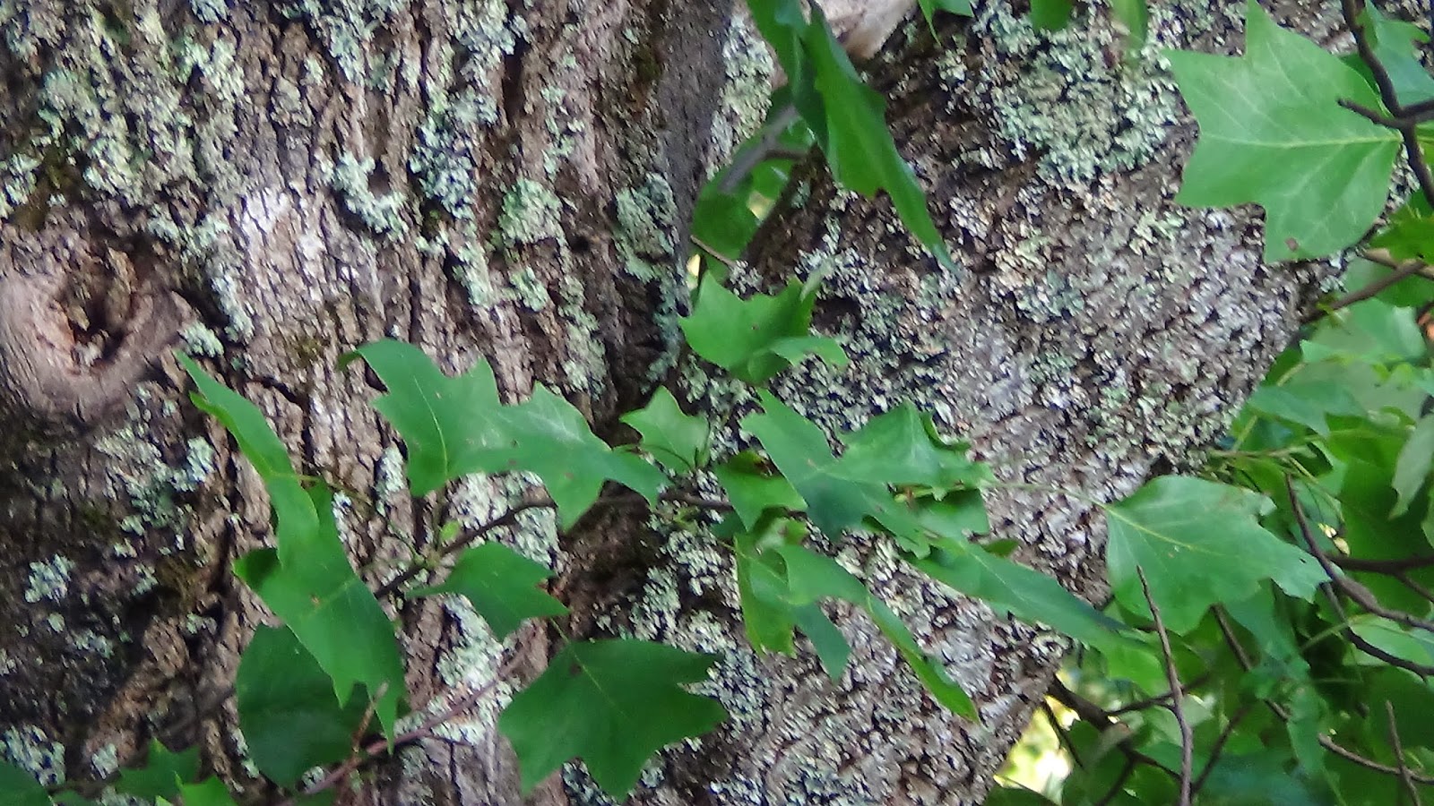 WATERFALL ROAD: THE POPLAR WALKING STICK