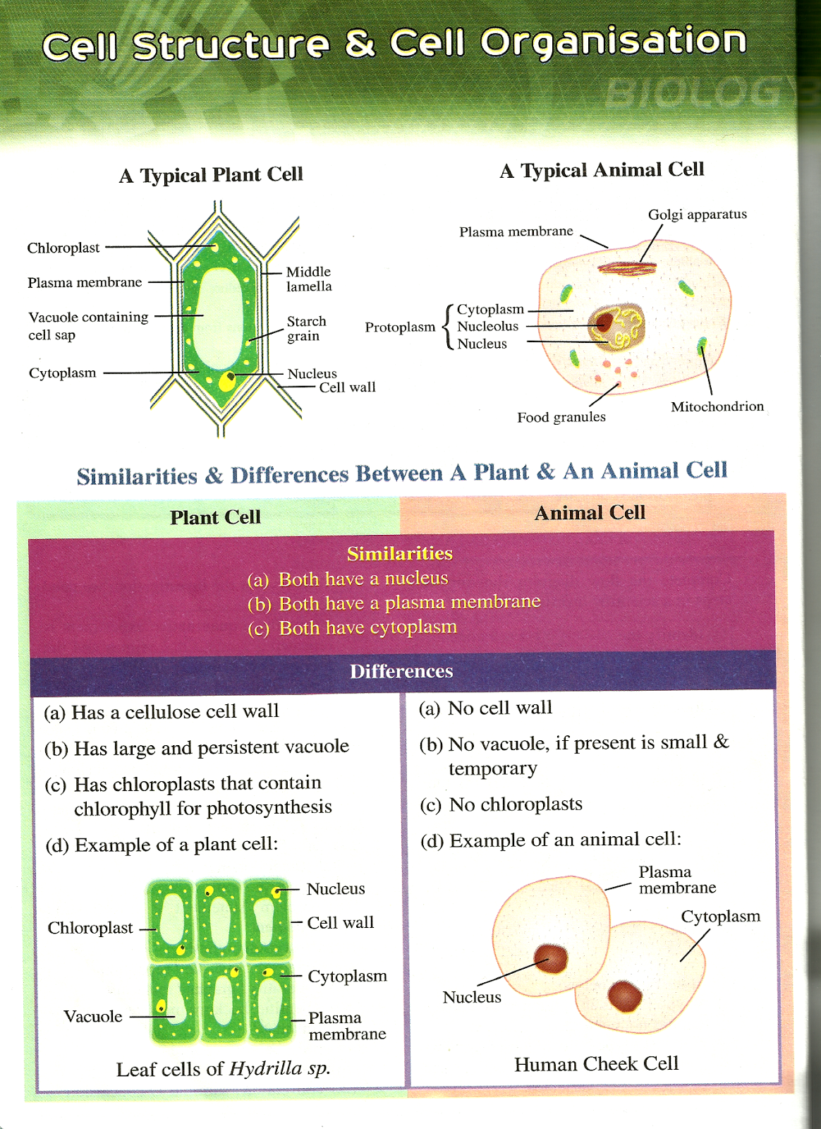 Fakta 4 You: SPMBIO- Form 4 Chapter 2 Cell Structure and Cell Organisation