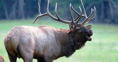 Day Hiking Trails: Watch elk, climb ridge on GSMNP day trail