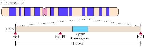 FIBROSIS QUÍSTICA: Gen CFTR y mutaciones: (por David Serantes)