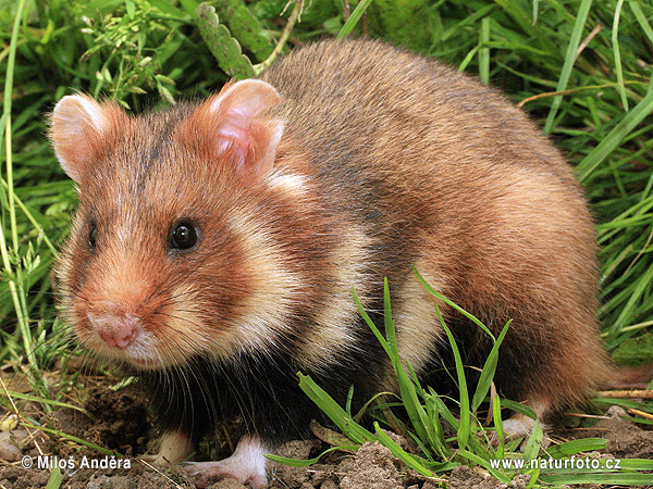The Hamster Wildlife | The Wildlife